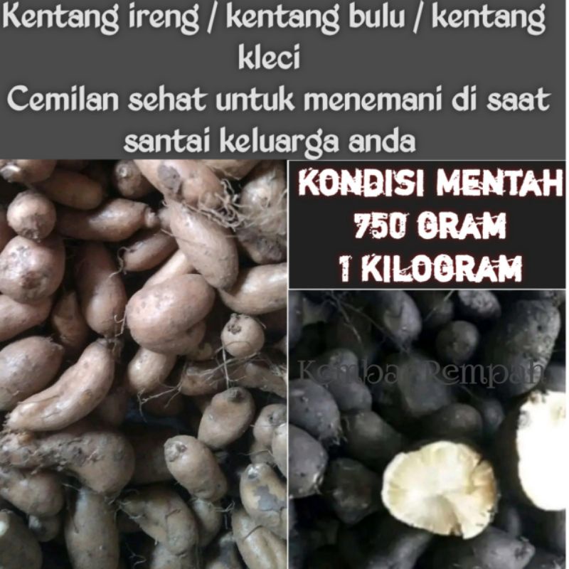 Jual Kentang ireng Kentang hitam Kentang kleci Kentang bulu 1 kg ...