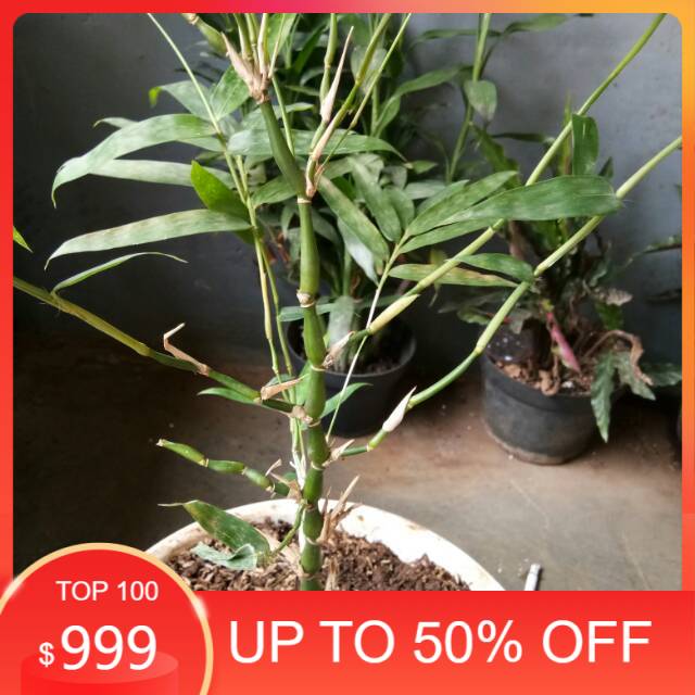 Jual bambu nagin - hiasan taman - pohon bambu - bambu gendang | Shopee ...