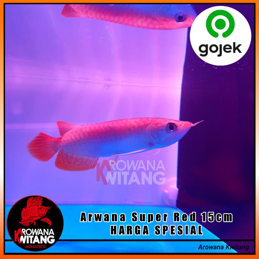 Jual Ikan Arwana Super Red / Arwana Super Red / Arowana Super Red Size ...