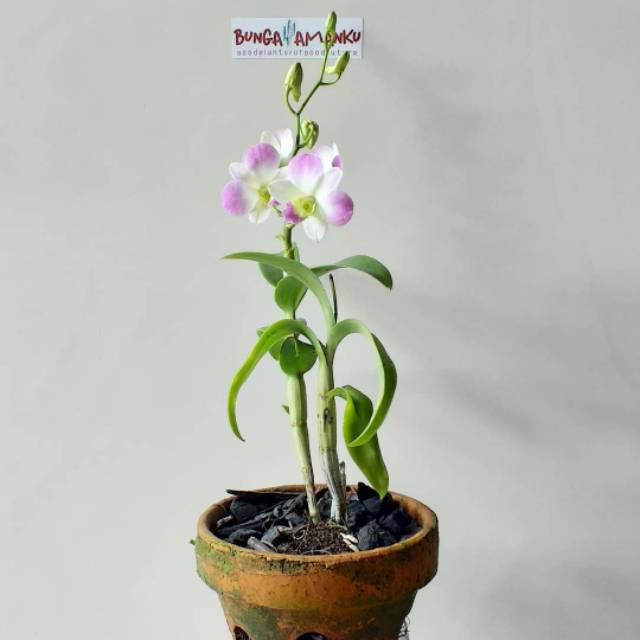 Jual Bunga Anggrek dendrobium , BUNGA HIDUP/ASLI | Shopee Indonesia