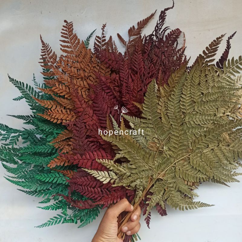 Jual Daun Pakis Kering [4-5 tangkai] | Shopee Indonesia