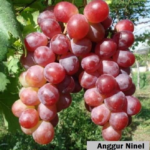Jual Bibit Anggur Import Ninel Original 100% | Shopee Indonesia