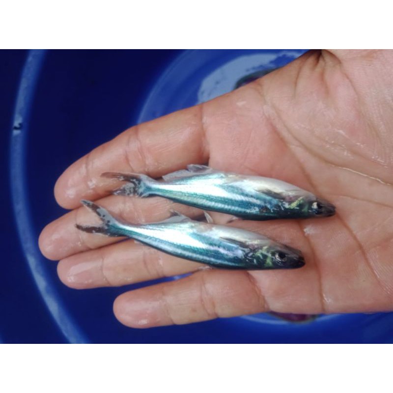 Jual bibit ikan patin dan benih ikan patin 3cm | Shopee Indonesia