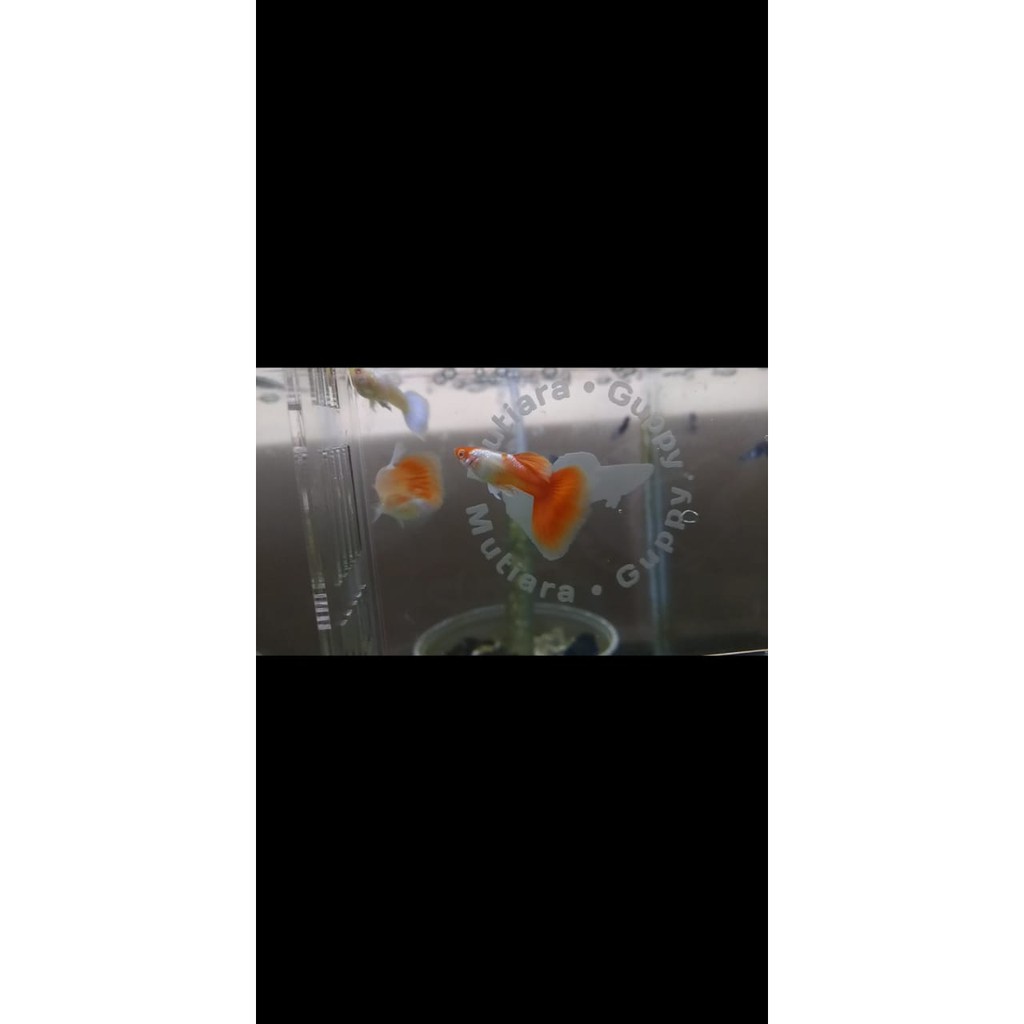Jual Ikan Guppy Albino Platinum Koi | Shopee Indonesia