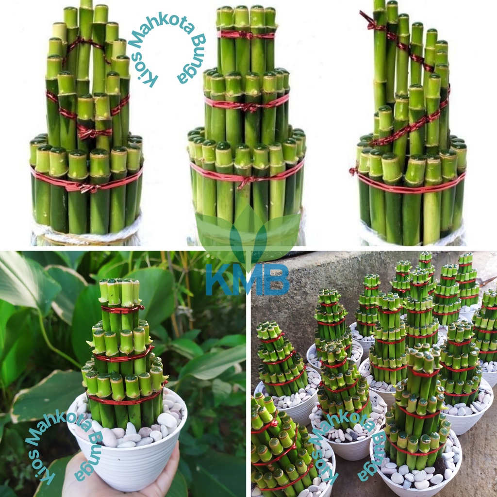 Jual BAMBU HOKI / BAMBU SRI REJEKI 1 PAKET [ 3 POHON ] | Shopee Indonesia