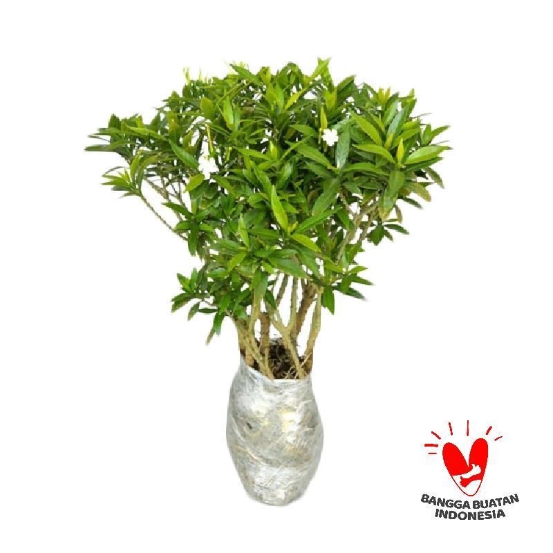 Jual Tanaman hias Tabernaemontana Corymbosa - Rombusa Mini Hijau ...