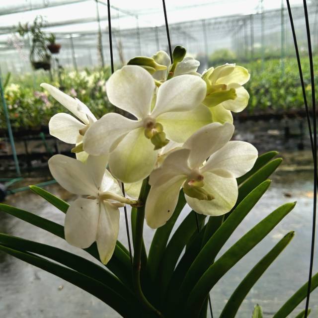 Jual Anggrek panda gantung bunga putih / anggrek panda | Shopee Indonesia