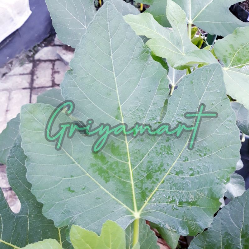 Jual DAUN TIN SEGAR | DAUN ARA | DAUN FIG | Shopee Indonesia