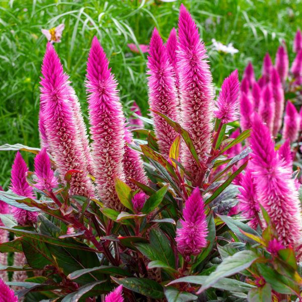 Jual biji benih bunga celosia argentea 20 biji | Shopee Indonesia