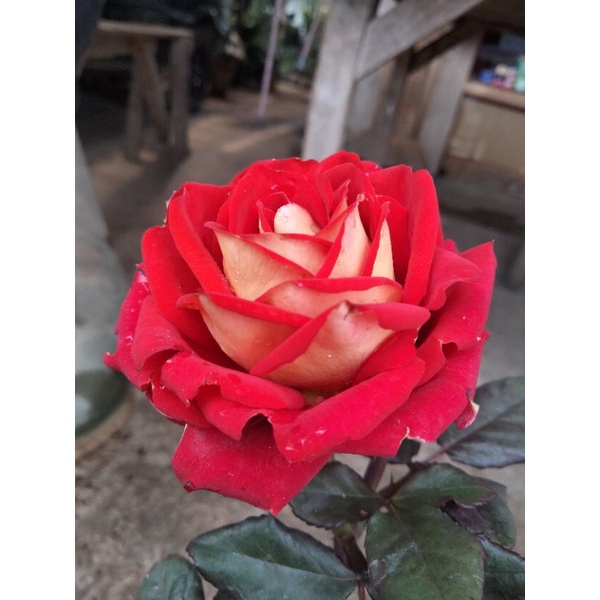 Jual Bunga Mawar PASSION | Shopee Indonesia