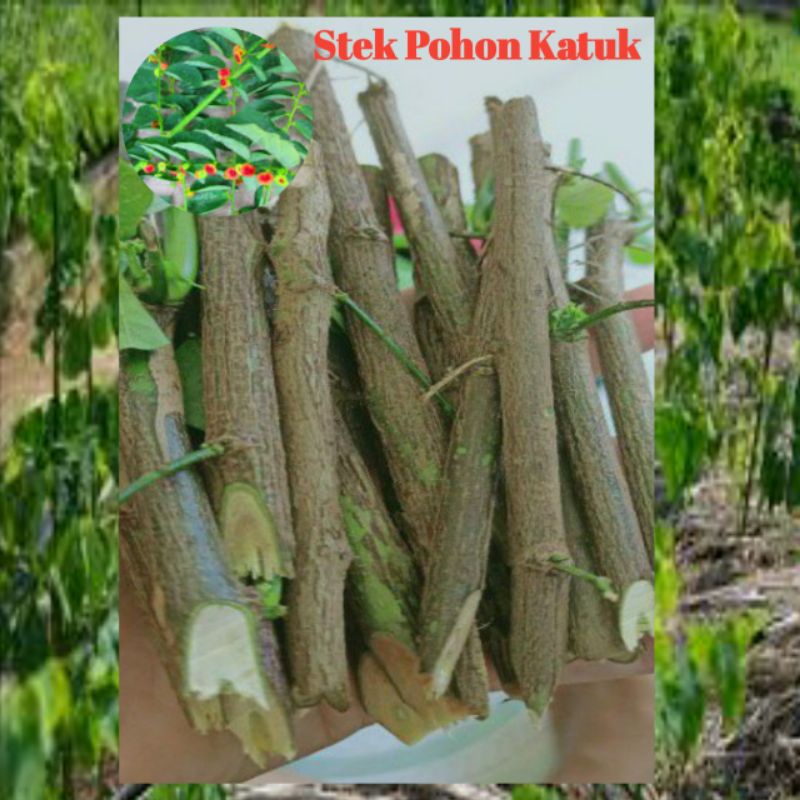 Jual Stek Pohon Katuk Panjang 15cm isi 20 | Shopee Indonesia