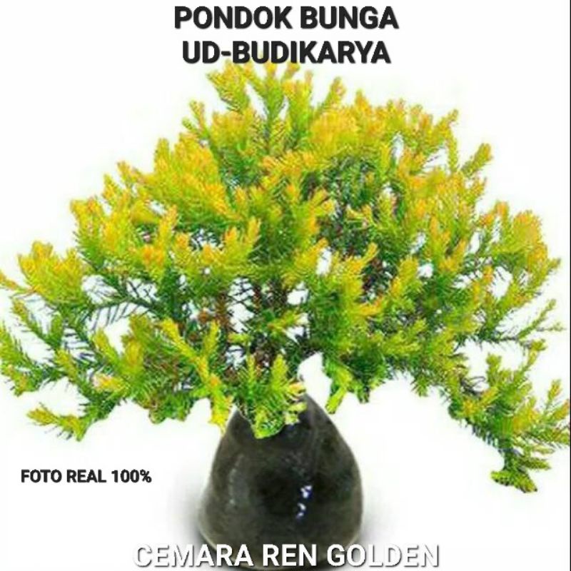 Jual Tanaman Hias Cemara Ren Gold/Emas Bisa Buat Bonsai atau diindor ...