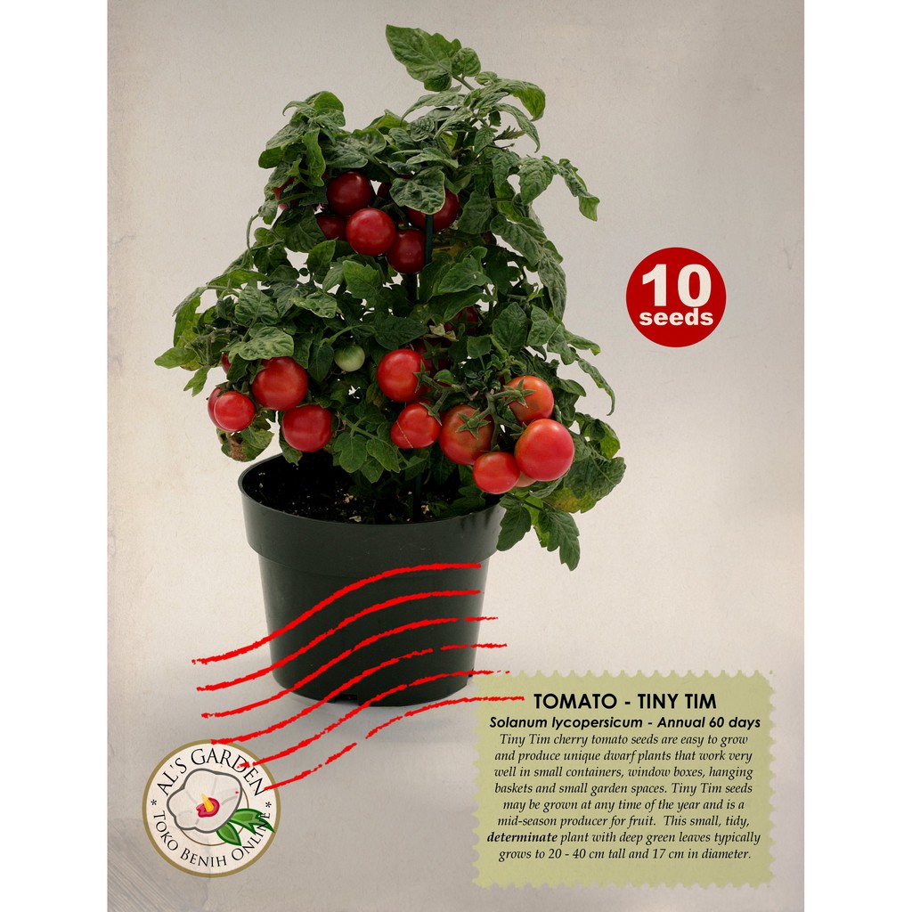Jual Benih Tomat Tiny Tim (10 butir) | Shopee Indonesia