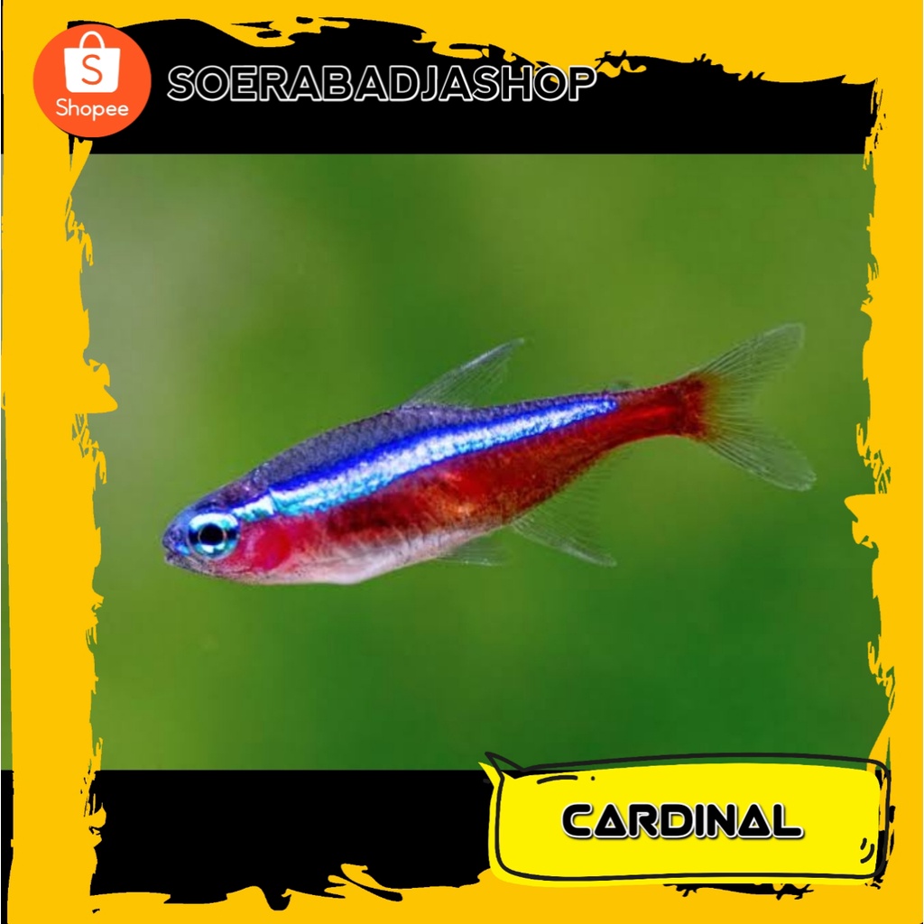 Jual Ikan Hias Cardinal Tetra / Ikan Hias Aquascape | Shopee Indonesia
