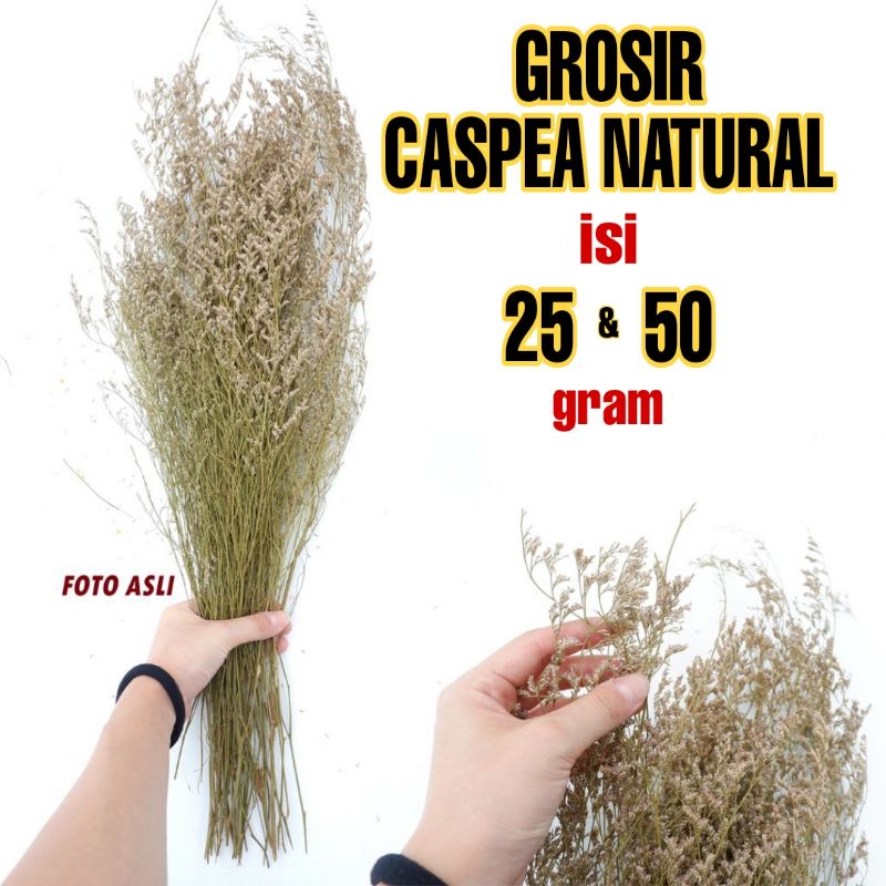 Jual CASPIA IMPORT IKAT BESAR DRIED Flower Caspea/Lovergrass Natural ...