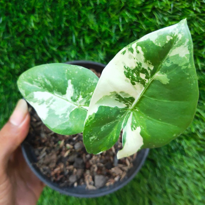 Jual Tanaman variegata, alocasia macrorrhiza, sente Variegata, 2 daun ...