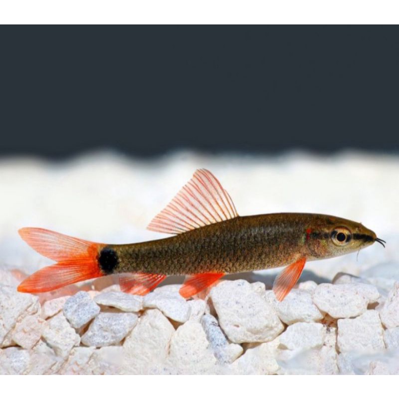 Jual ikan hias redfin shark | Shopee Indonesia