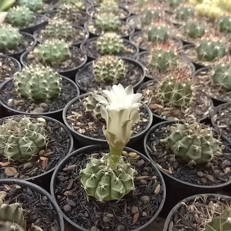 Jual Kaktus Gimno Ownroot | Shopee Indonesia