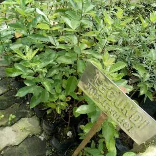 Jual Legundi Terlengkap & Harga Terbaru Juli 2024 | Shopee Indonesia