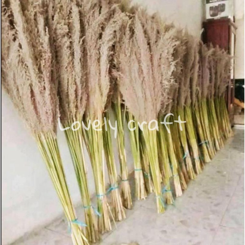 Jual Dekorasi Rustik Palem Palm Rayung Pampas Tanaman Daun Kering Sikas ...