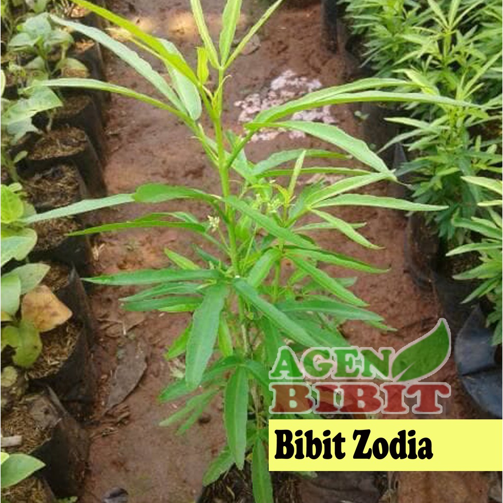 Jual Tanaman Zodia - Bibit Pohon Hias Daun dan Bunga Pengusir Nyamuk ...