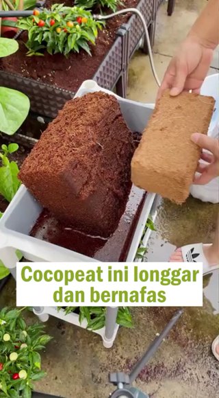 Jual Media Tanam Cocopeat - tanah media tanam - cocopit blok - cocopeat ... Jual Media Tanam Cocopeat - tanah media tanam - cocopit blok - cocopeat ...