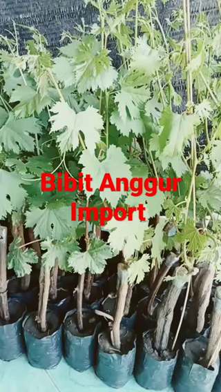 Jual bibit anggur Ruby roman grafting okulasi. (hasil grafting) cepat ...