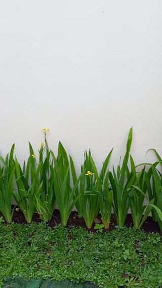 Jual TANAMAN HIAS AIRIS BUNGA KUNING / TRIMEZIA / IRIS KUNING | Shopee ...