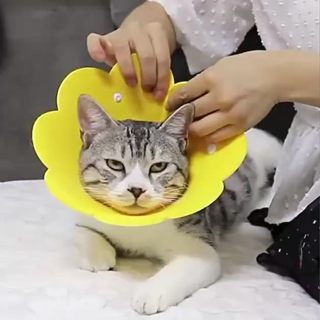 Jual NECK COLLAR CORONG MATAHARI PELINDUNG LEHER BAHAN EVA - Collar ...