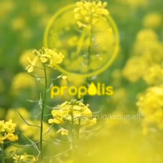 Jual 30ML - Efi Propolis by Prof Felix, PhD / Kebun Efi | Shopee Indonesia