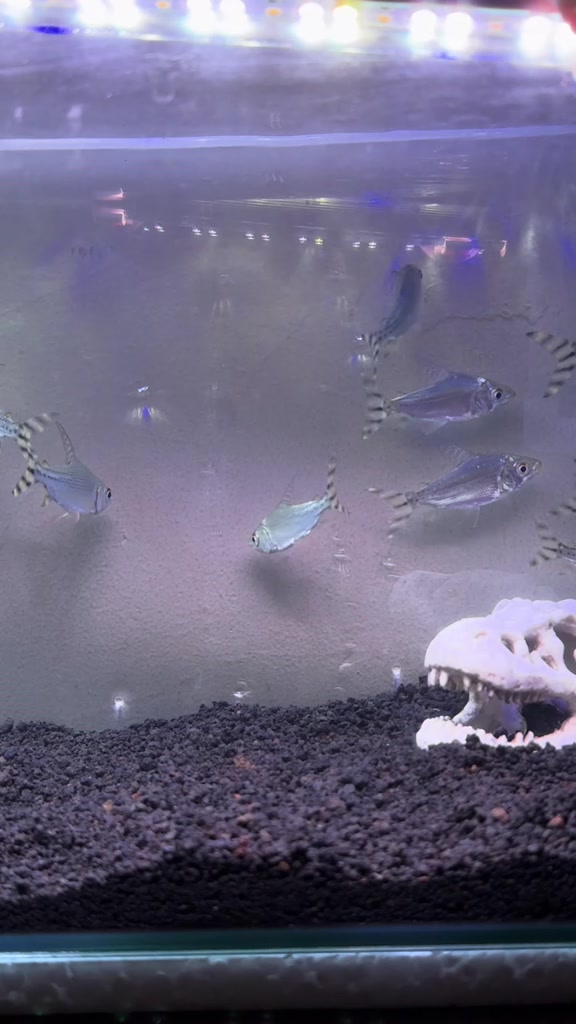 Jual Ikan YFF Yellow Feifeng / American Flag Tail - Tankmate Predator ...