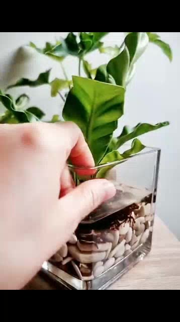 Jual VAS BUNGA KACA KOTAK / VAS AESTHETIC / VAS BUNGA PERSEGI/ VAS KACA ...