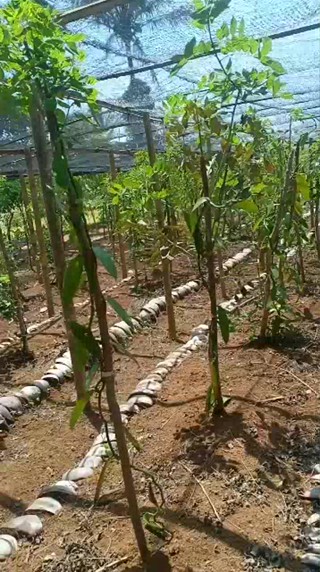 Jual PARANET 75% GRADE A ( LEBAR 3 METER ) Jaring Tanaman - Anti panas ... Jual PARANET 75% GRADE A ( LEBAR 3 METER ) Jaring Tanaman - Anti panas ...