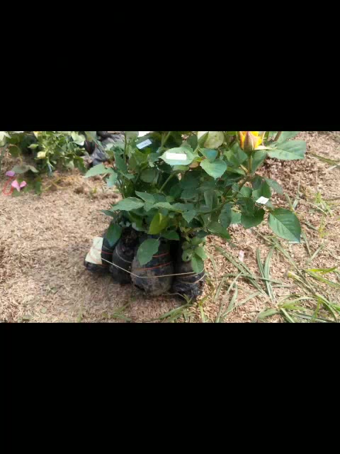 Jual Tanaman Bunga Mawar Peach (rosa sp ) Berbunga Besar Premium Surga ...