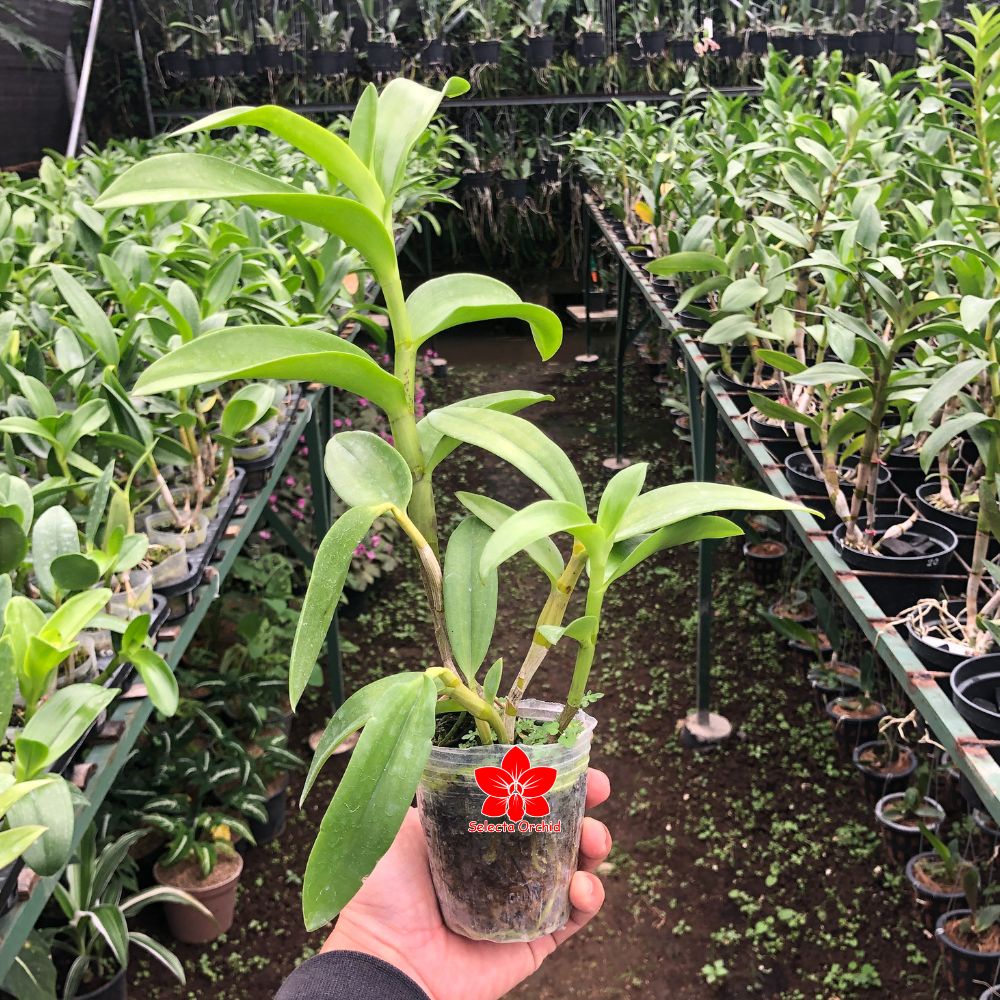 Jual Dendrobium Remaja - Anggrek Dendro bunga bulat remaja besar ...