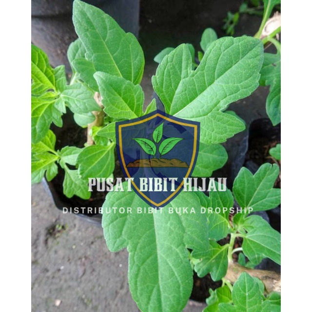 Jual Bibit Pohon Herbal Insulin | Shopee Indonesia