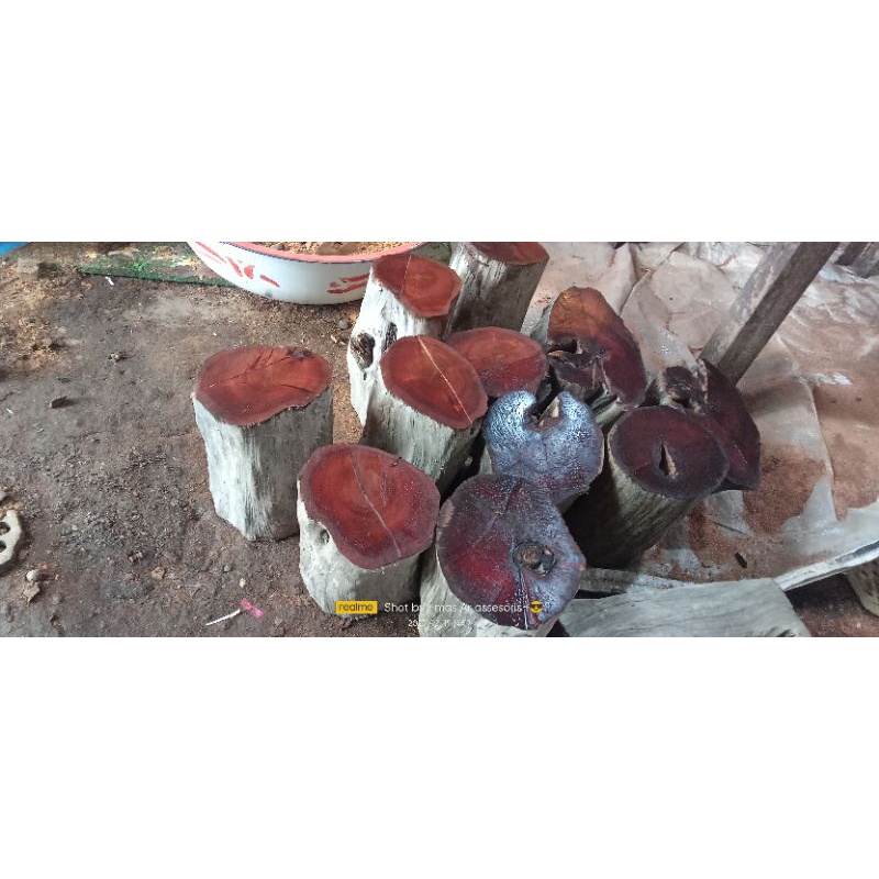 Jual TERLARIS material kayu full gali setigi Karimun Jawa super ORI ...