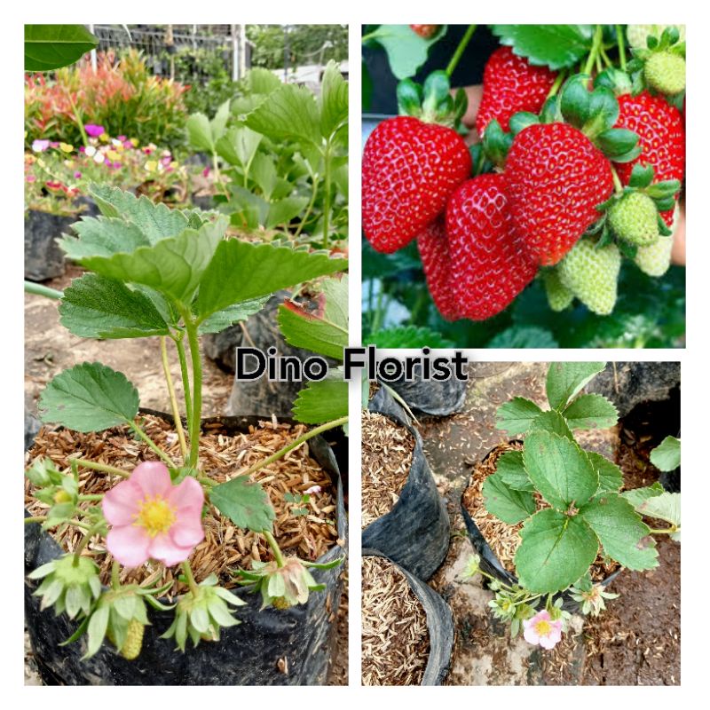 Jual Bibit Tanaman Strawberry Merlan Jumbo ( Berbuah / Berbunga ...