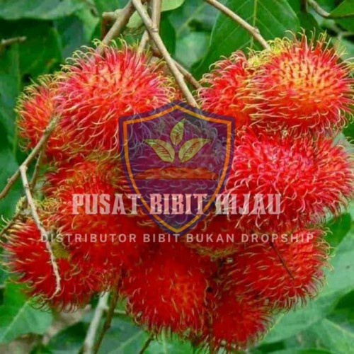 Jual Bibit Rambutan Aceh Pohon Cepat Berbuah | Shopee Indonesia