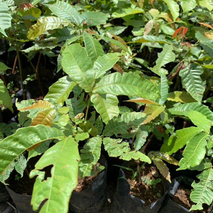 Jual Bibit matoa / Pohon matoa / Buah matoa DDD | Shopee Indonesia