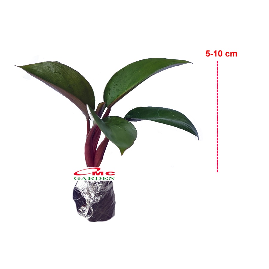 Jual Philodendron Red Congo Kongo Petite Philo Dwarf Tanaman Hias 0510 ...