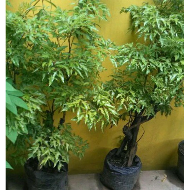 Jual Cakra Cikri Bibit Sayur Herbal Lalapan Berlangtas Andong Tanaman ...