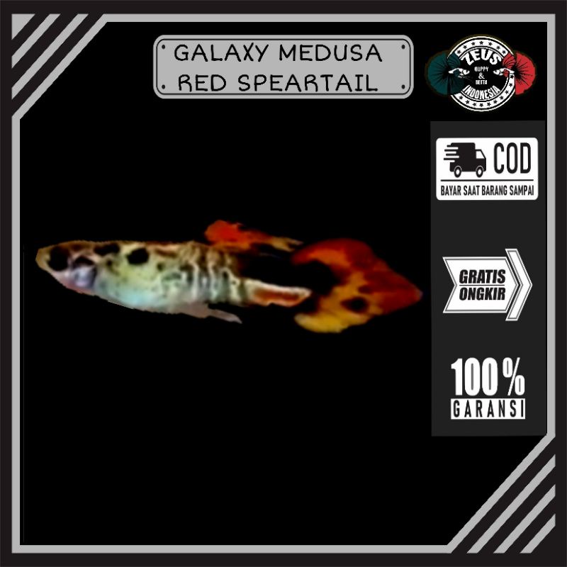Jual Guppy Galaxy Medusa Red Speartail pasangan hiasan akuarium | Shopee Indonesia