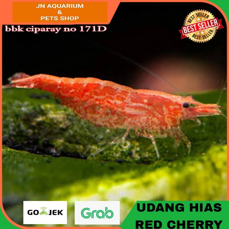 Jual UDANG HIAS UDANG RED CHERRY SHRIMP RCS NEOCARIDINA AIR TAWAR AQUARIUM AQUASCAPE | Shopee ...
