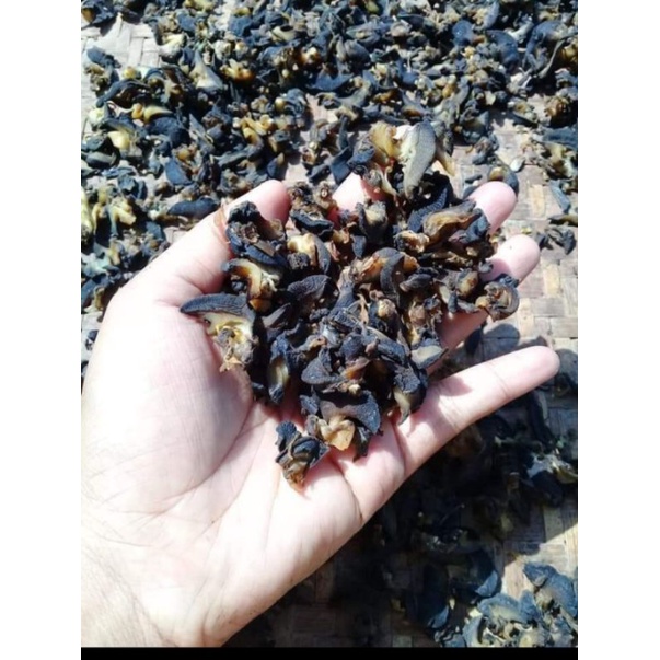 Jual KRECEK BEKICOT MBAH MO ( DAGING BEKICOT KERING) | Shopee Indonesia
