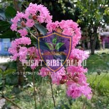 Jual Bibit Bunga Sakura Berbunga Indah dan Cantik | Shopee Indonesia