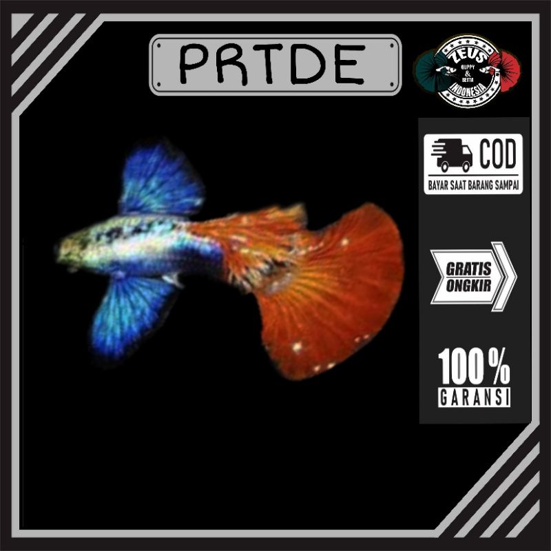 Jual PRTDE pasangan hiasan akuarium | Shopee Indonesia