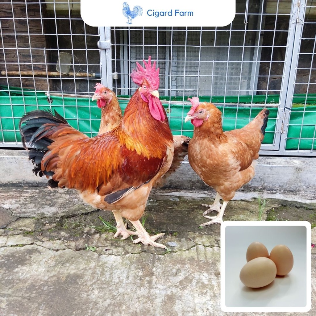 Jual Telur Fertil - Telur Ayam Merawang Untuk Di tetaskan | Shopee ...