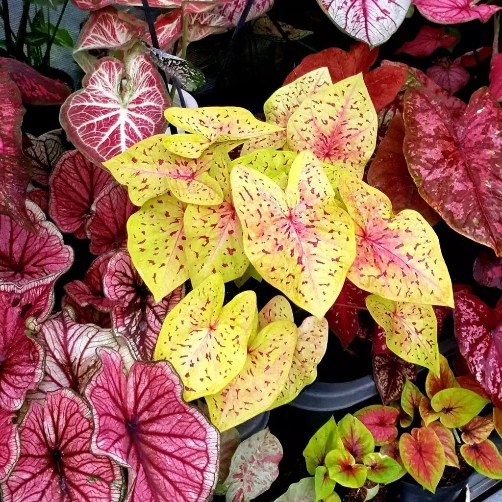 Jual PROMO MURAH FLASHSALE Caladium Kuning Merah Hijau / Keladi Hias ...