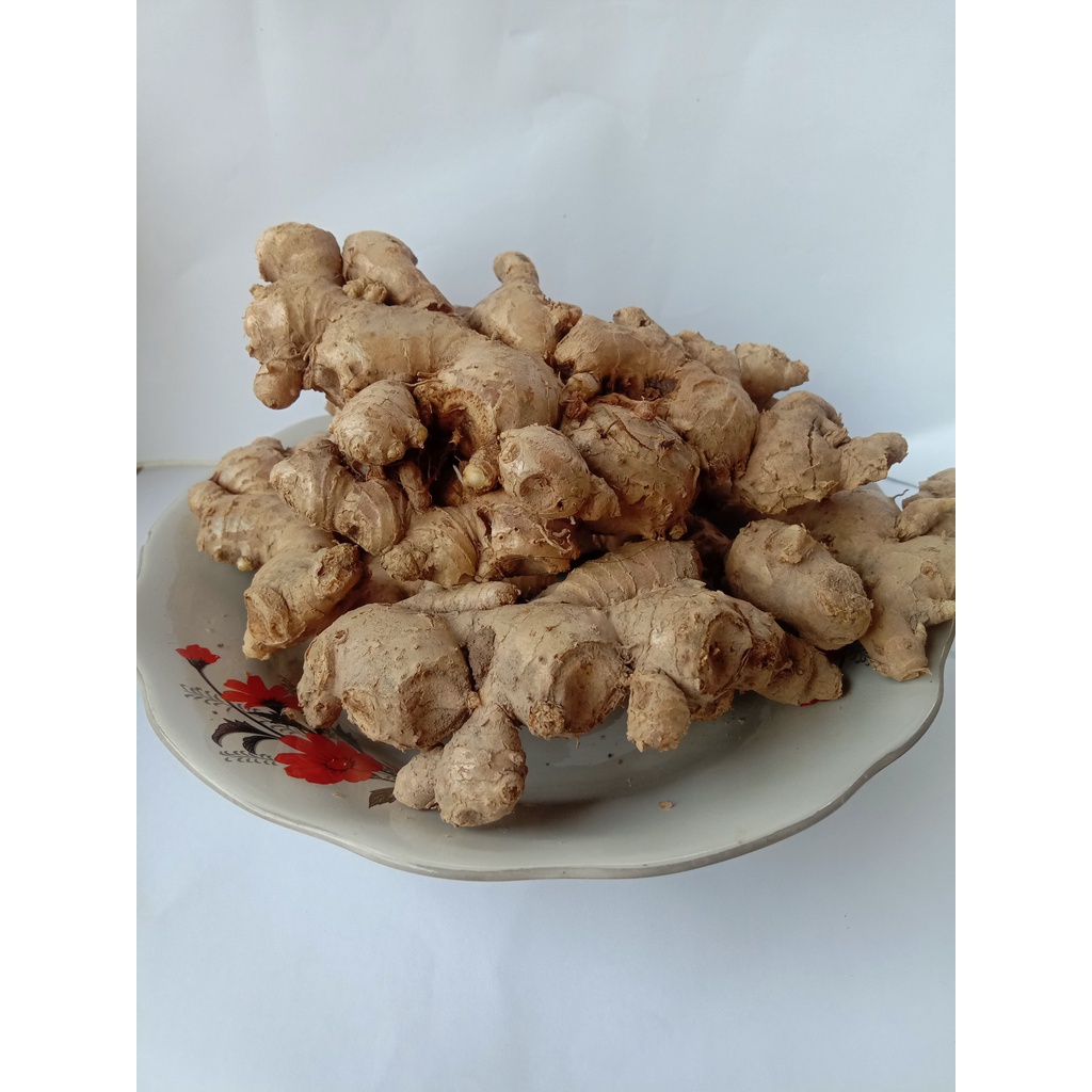 Jual JAHE SEGAR SUPER ~OMAH USODO~ | Shopee Indonesia